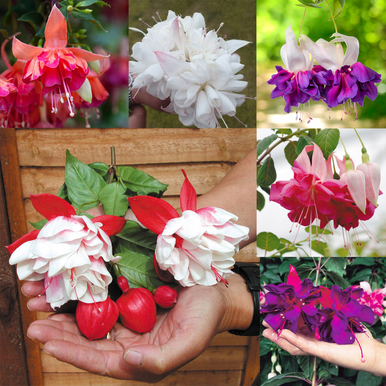 Fuchsia Giant Trailing Collection - J Parker Dutch Bulbs (Wholesale ...
