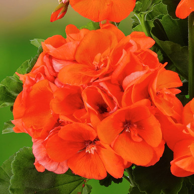 Geranium Zonal Orange - J Parker Dutch Bulbs (Wholesale) Ltd. (B2B)