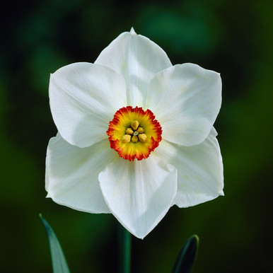 Buy premium-quality Narcissus 'Edna Earl' from Dutch Bulbs