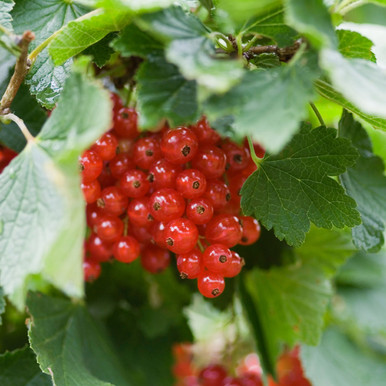 Buy premium-quality Ribes Currant 'Rovada' (Red) from Dutch Bulbs