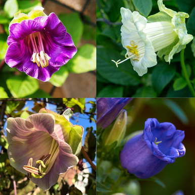 Shop top quality Cobaea Mix seeds from Dutch Bulbs