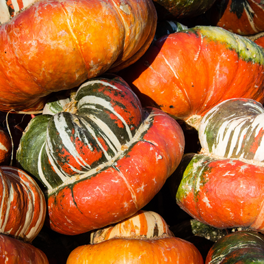 Shop top quality Gourds Turks Turban seeds from Dutch Bulbs