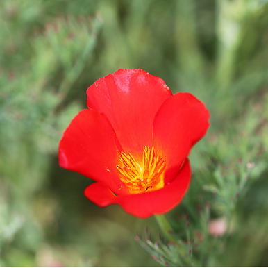 Shop top quality California Poppy 'Red Chief' seeds from Dutch Bulbs