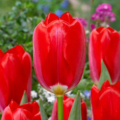 Buy premium-quality Red Purissima from Dutch Bulbs
