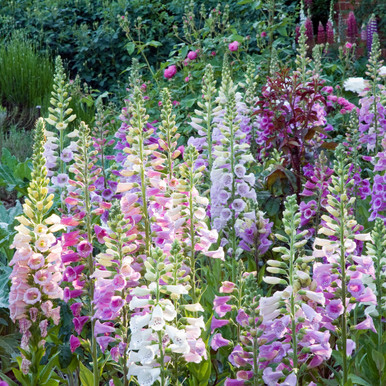 Buy premium-quality Digitalis purpurea Mix from Dutch Bulbs
