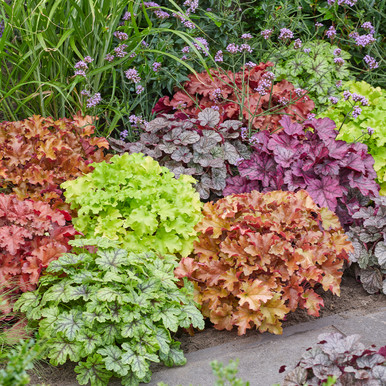 Buy premium-quality Heuchera Mixed from Dutch Bulbs