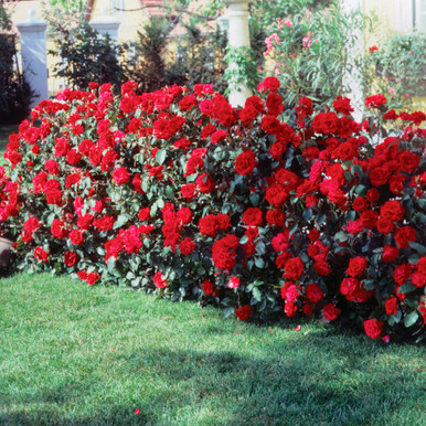 Buy premium-quality Rose Stromboli Hedging from Dutch Bulbs