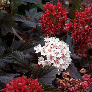Buy premium-quality Physocarpus opulifolius Red Baron from Dutch Bulbs