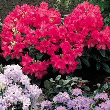 Buy premium-quality Rhododendron Scarlet Wonder from Dutch Bulbs