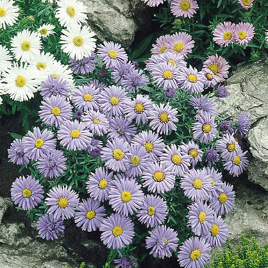 Buy premium-quality Aster Alpinus Dark Beauty (and Blue Wonder) from ...