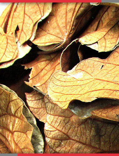 Choice Leaf Flavoring - SimplyFlavor