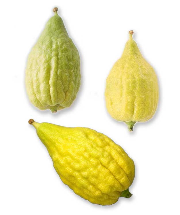 Sukkos - Premium Lulav & Etrog Set - Arba Minim 4 Species