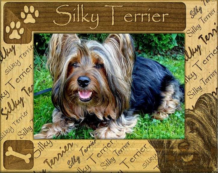 Personalized frame - Silky Terrier