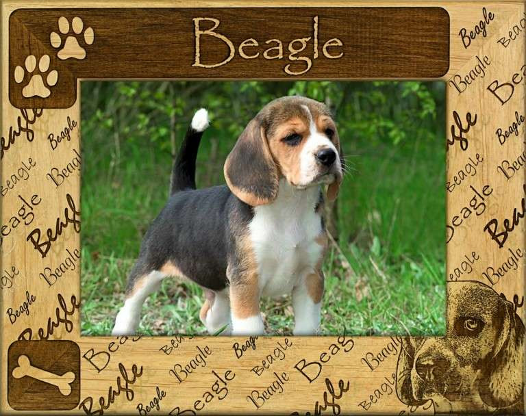Personalized frame - Beagle