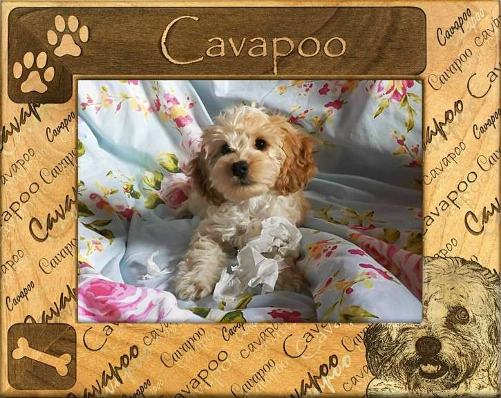 Personalized frame - Cavapoo