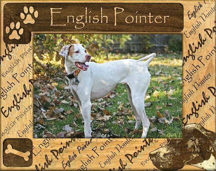Personalized frame - English Pointer