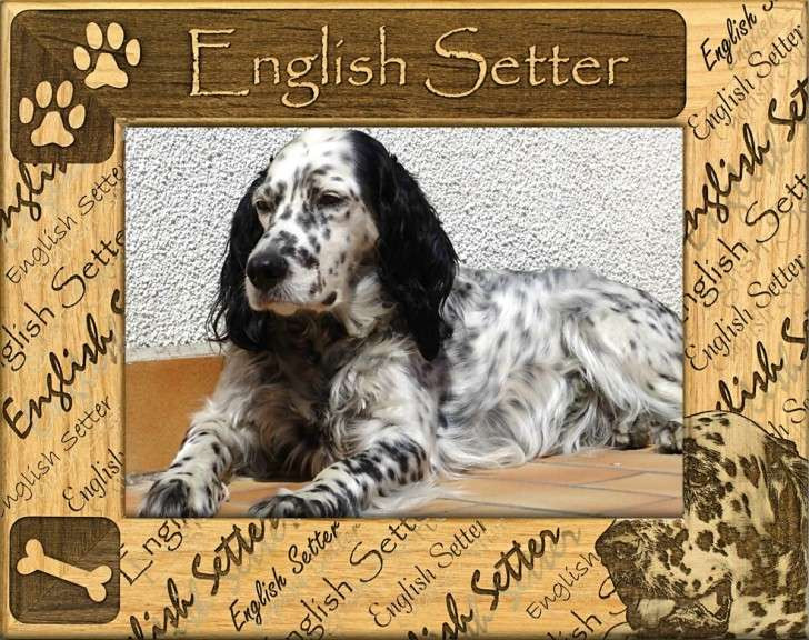 Personalized frame - English Setter