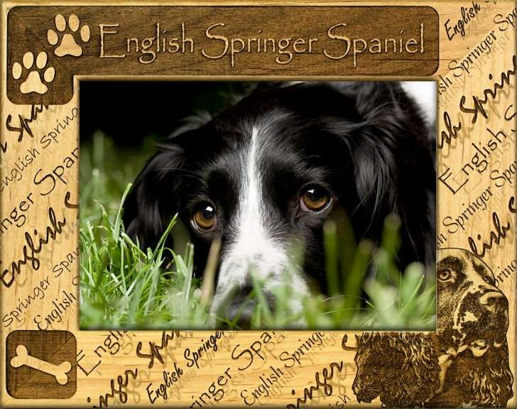 Personalized frame - English Springer Spaniel