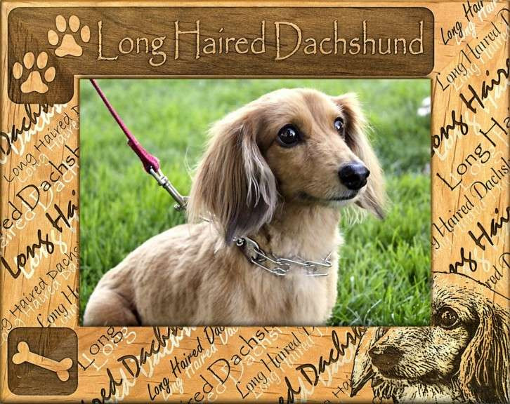 Personalized frame - Long Haired Dachshund