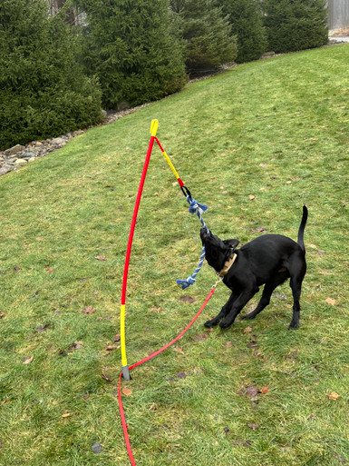 Tether Tug Dog Toy