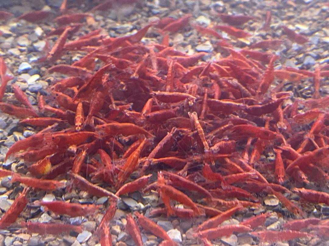 Fire Red Neocaridina - BUYPETSHRIMP.COM