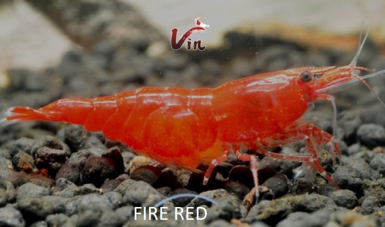 Fire Red Neocaridina - BUYPETSHRIMP.COM