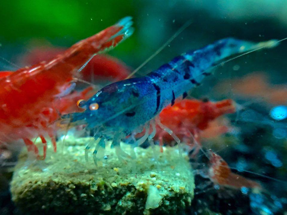 ORANGE EYED BLUE TIGERS OEBT TIGER SHRIMP
