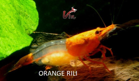 Orange Rili Neocaridina - BUYPETSHRIMP.COM