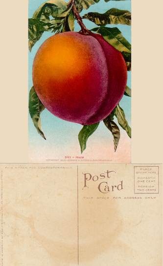 Giant Peach Postcard - Scripophily.com | Collect Stocks and Bonds | Old ...