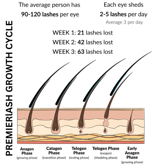 Lash Growth Cycle Explained - PREMIERLASH | PRO LASH SUPPLIES + ESTI BEDS, UV, LED LIGHTS, MD ...