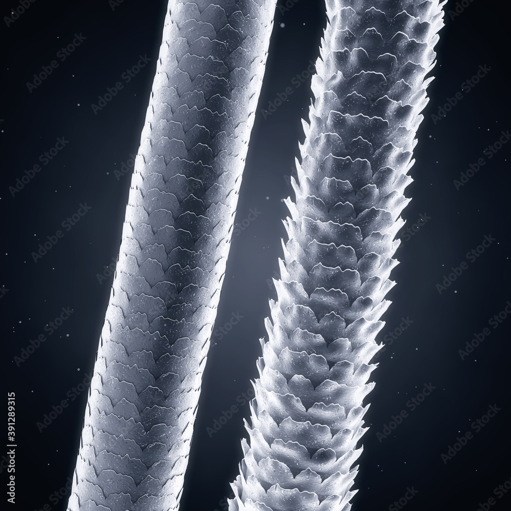 Pro Tip: Understanding The 3 Types of Lash Porosity - PREMIERLASH | PRO ...