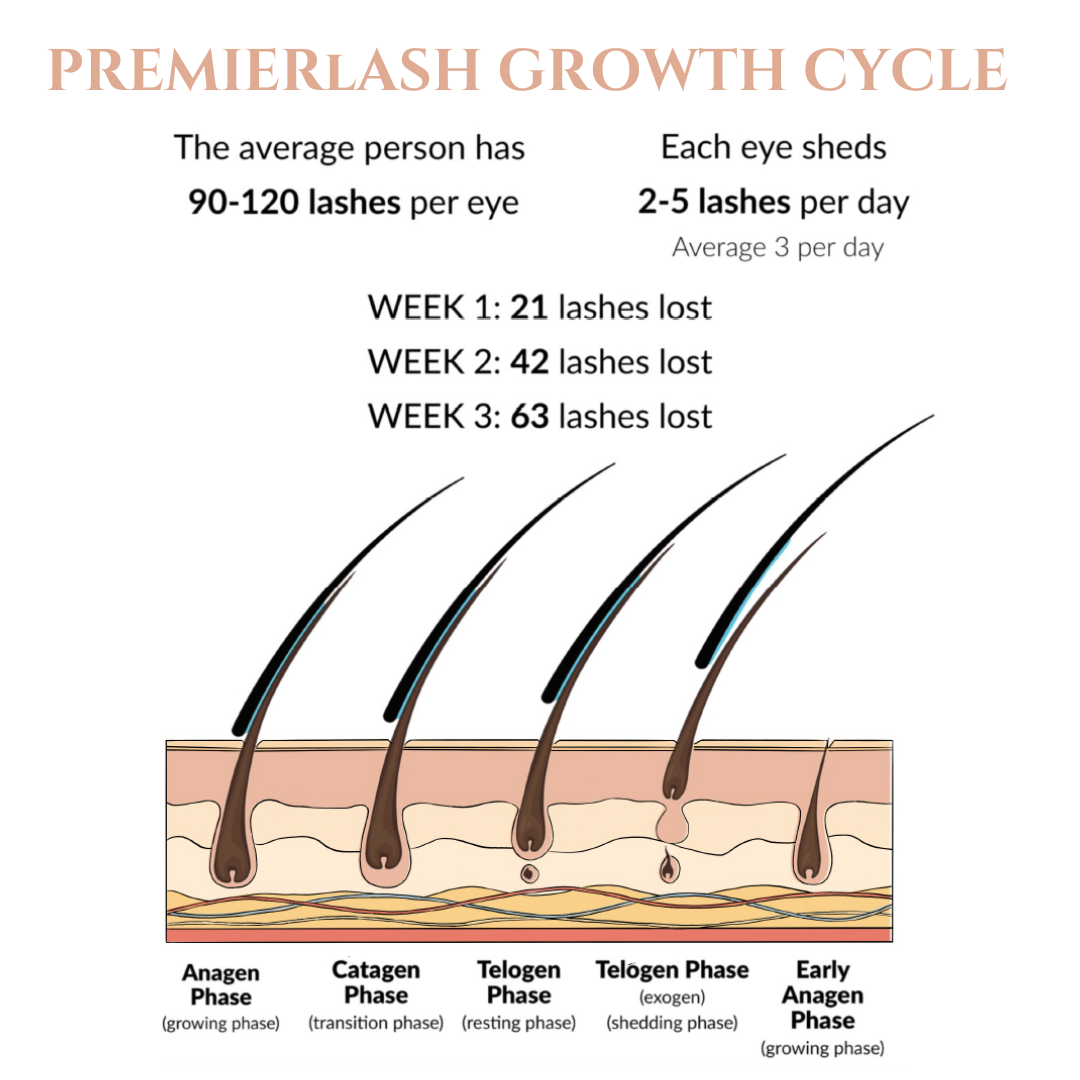 Lash extensions can be permanent with regular touch up's, here's how ...