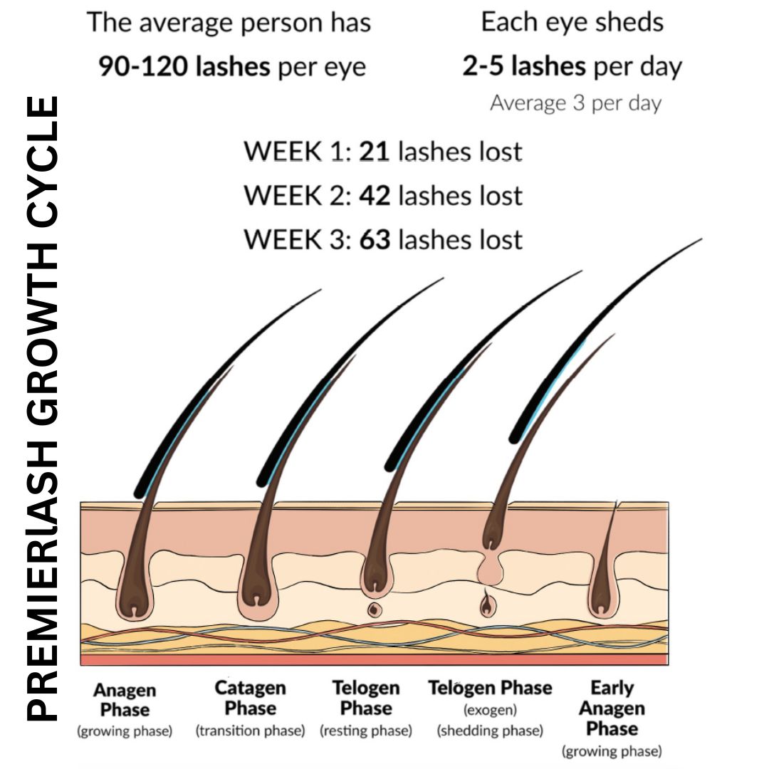 Lash Growth Cycle Explained - PREMIERLASH | PRO LASH SUPPLIES + ESTI BEDS, UV, LED LIGHTS, MD ...