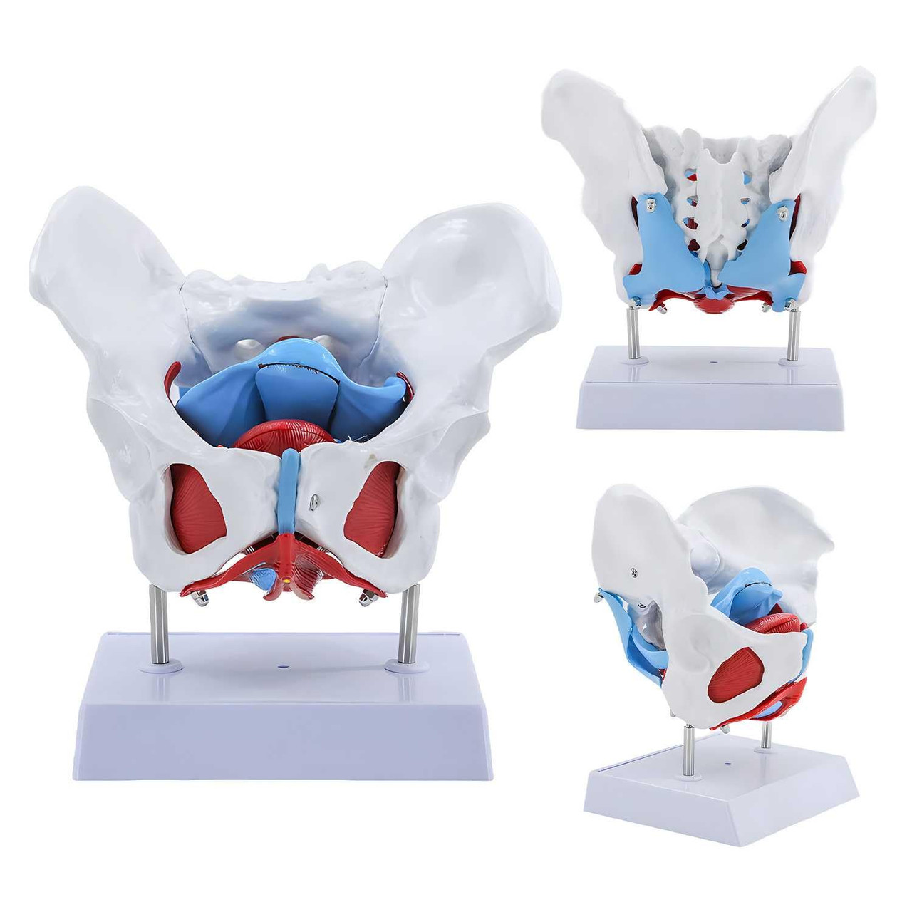 JTZSD Female Pelvis Model, Pelvic Floor Anatomy Model with 4 Removable ...