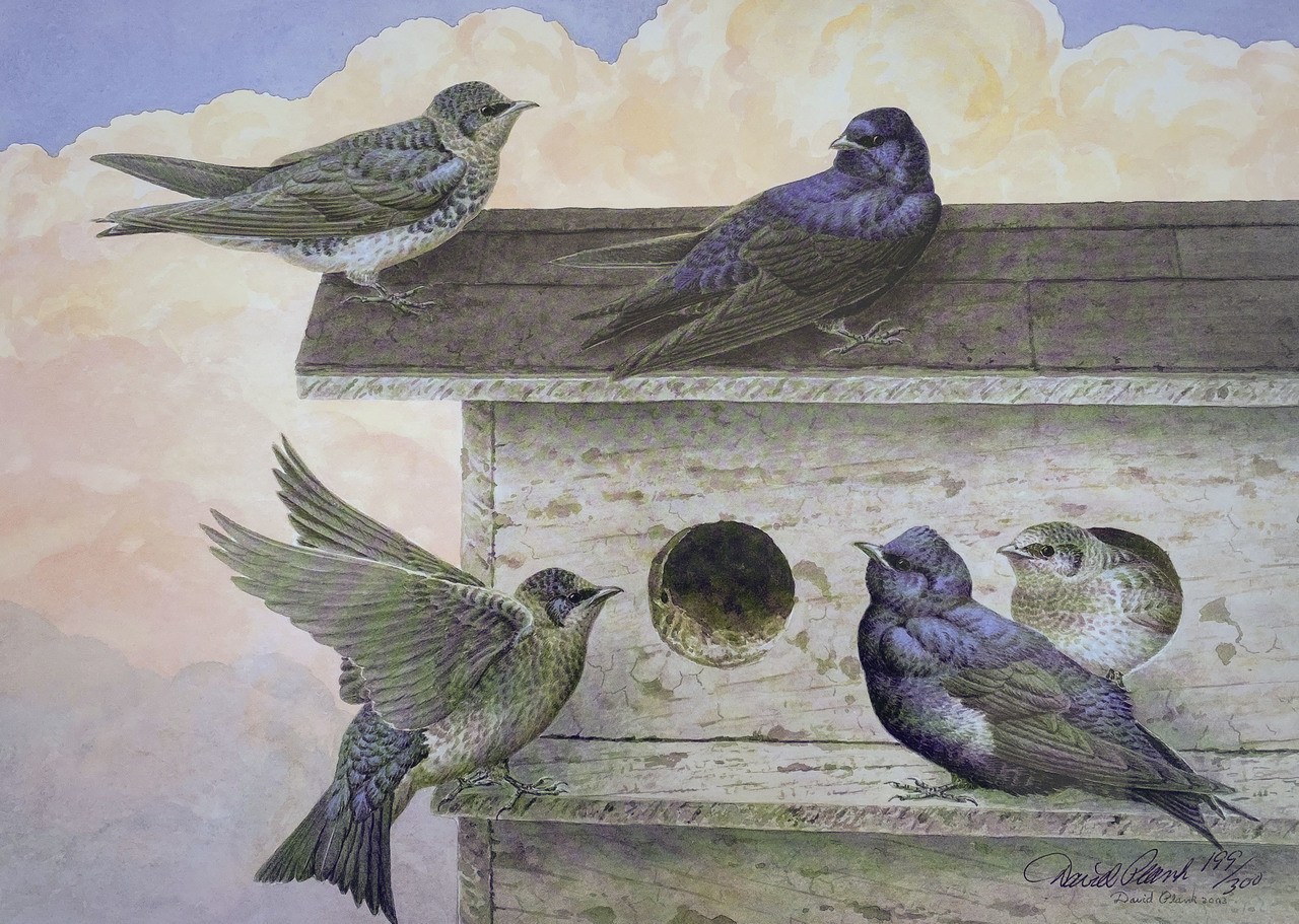Purple Martin Print by David Plank | SHSMO