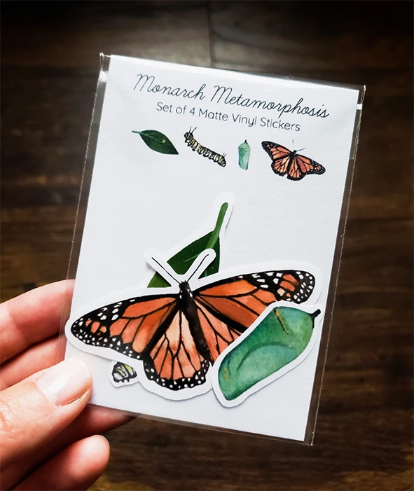 Metamorphosis Butterfly Art