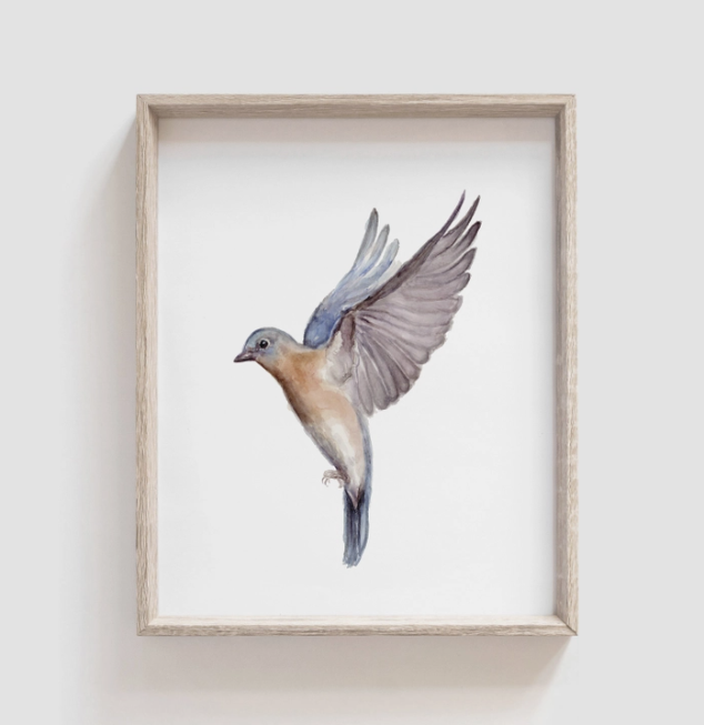 Eastern Kingbird Print by David Plank | SHSMO