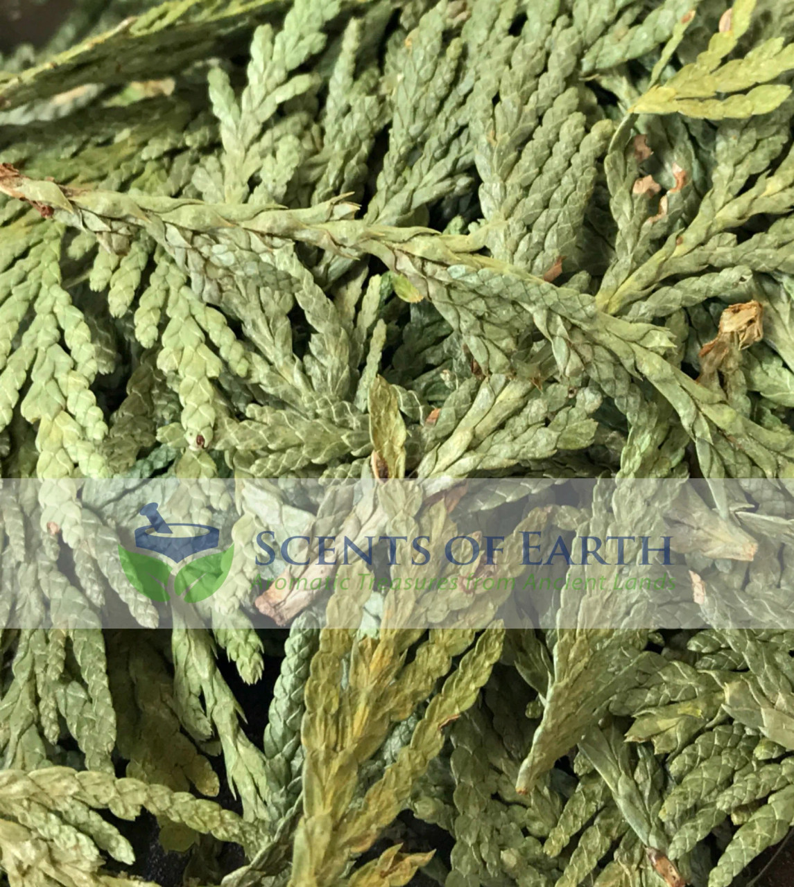 Cedar Leaf - Scents of Earth