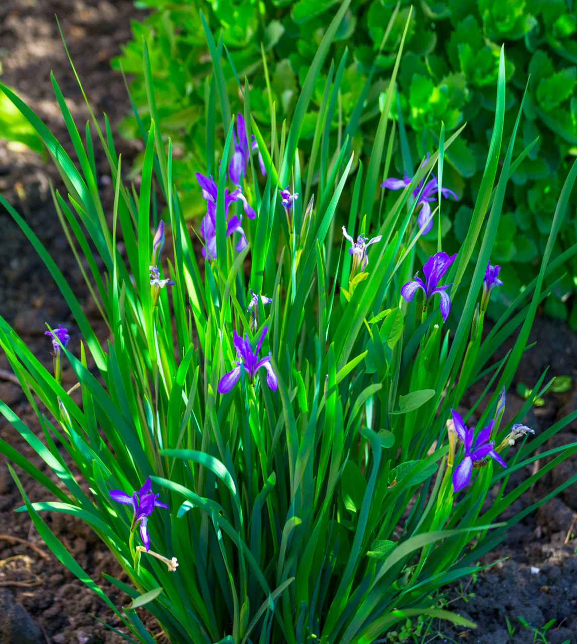 Orris Root (Racine d'Iris) - France - Scents of Earth