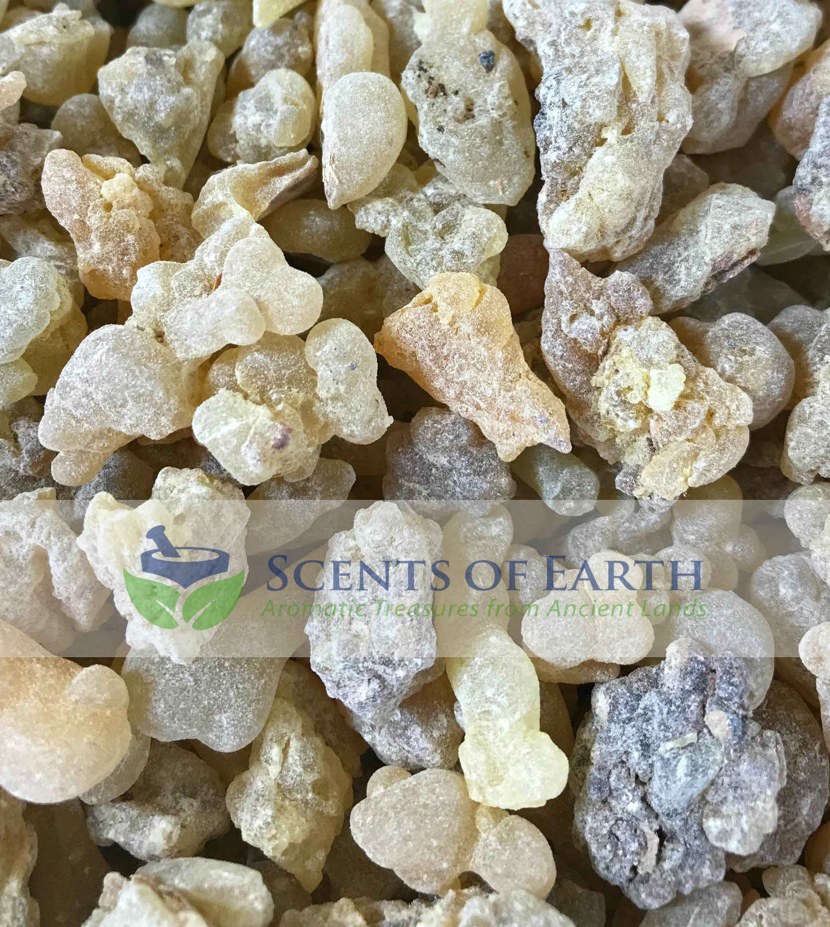 Frankincense Information, Resins & Oils