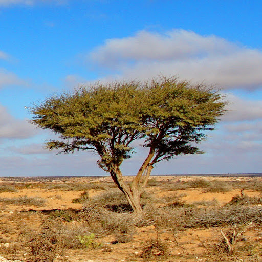 Frankincense Resin Maydi Superior - Somalia - Scents of Earth