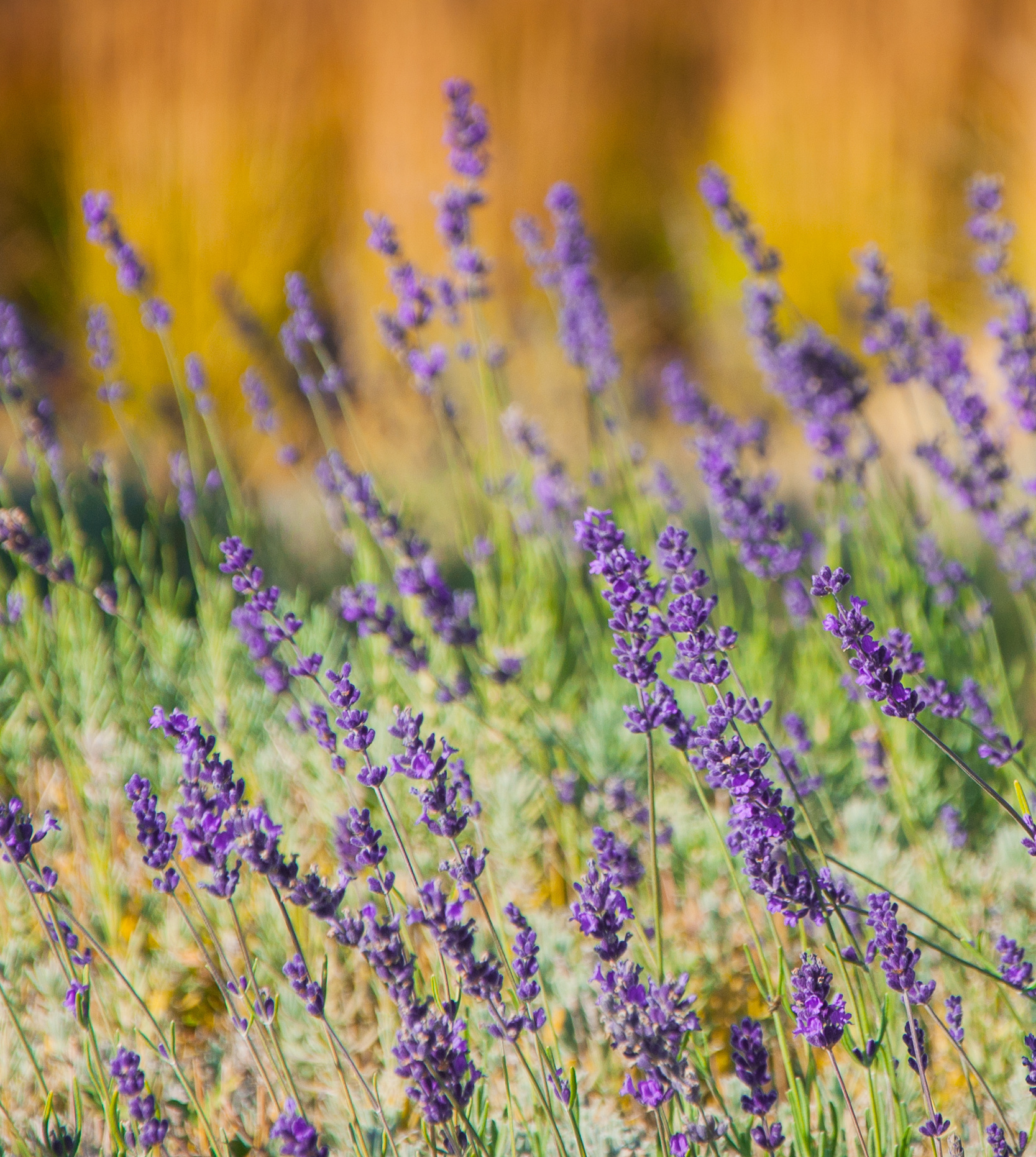 Lavender (Lavandula x intermedia) - France - Scents of Earth