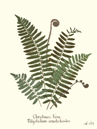 CHRISTMAS FERN - Botanicals by Sandy