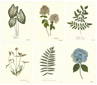 MIXED BOTANICAL SET I - Botanicals by Sandy