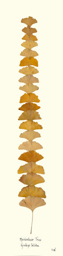 VERTICAL GINKGO - Botanicals by Sandy