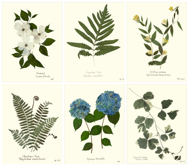 MIXED BOTANICAL SET II - Botanicals by Sandy