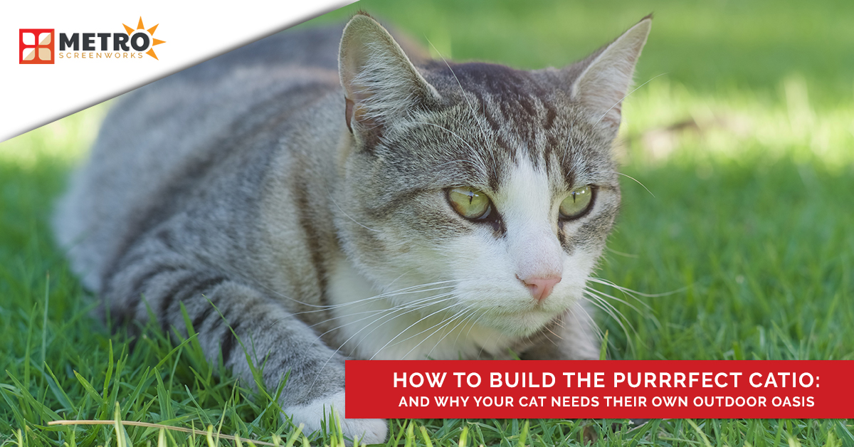 How to Build the Purrrfect Catio: And Why Your Cat Needs Their Own ...