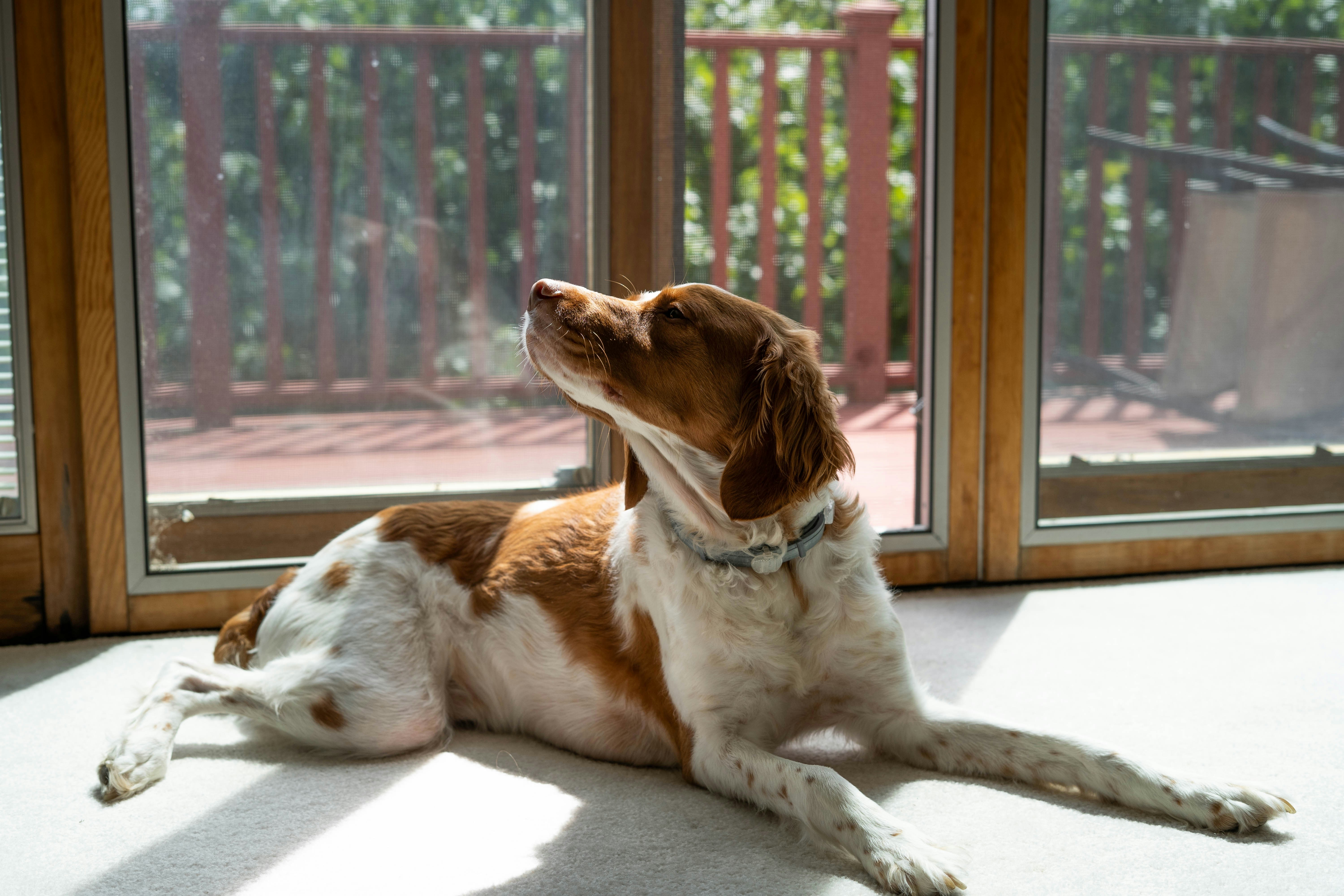 Pet Screens & Pet Doors: The Best Options for Your Home - METRO SCREENWORKS