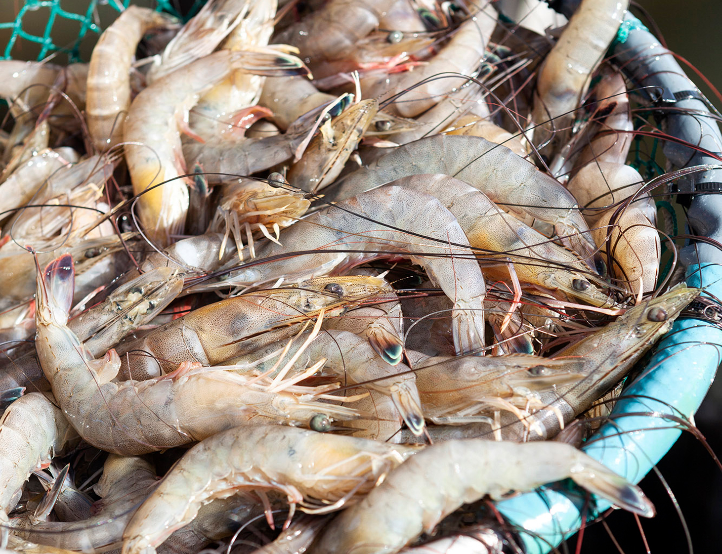 Celebrate National Shrimp Day with Biloxi Shrimp - Biloxi Shrimp Co.