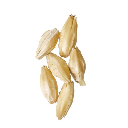 6-Row Malt - Rahr Malting | iMadeBeer